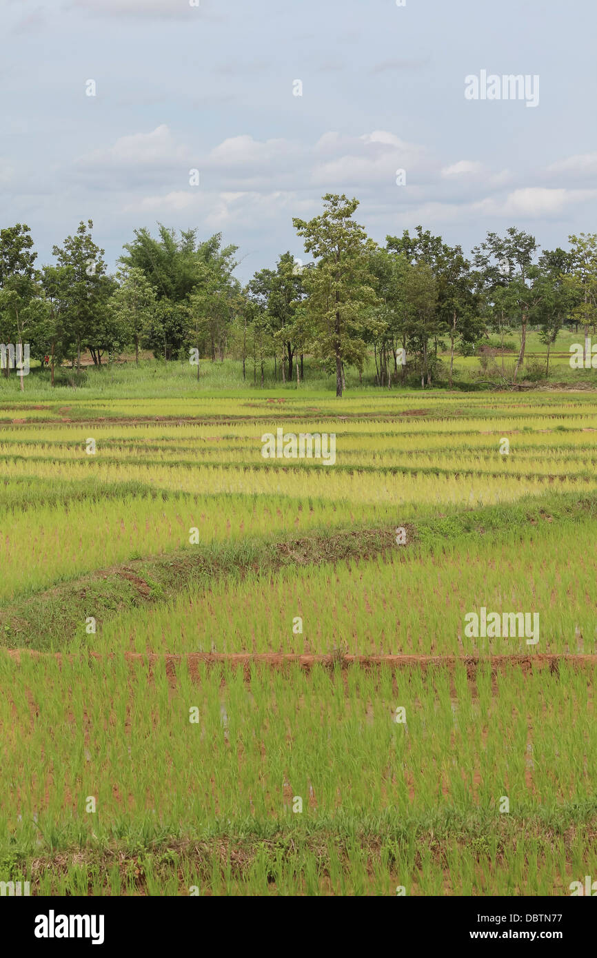 Landscape nature of rice farm in thailand Stock Photo - Alamy