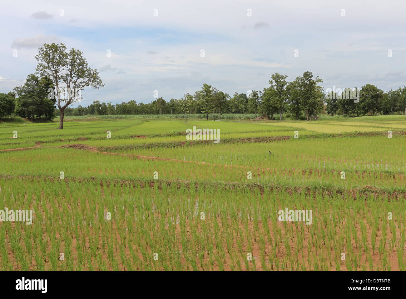 Landscape nature of rice farm in thailand Stock Photo - Alamy