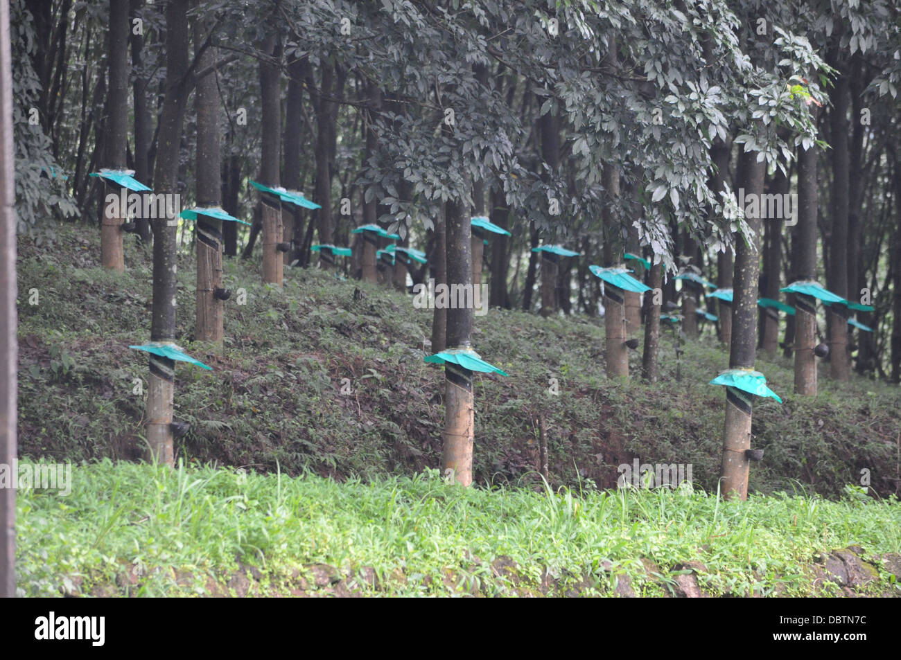 A rubber plantation Stock Photo - Alamy