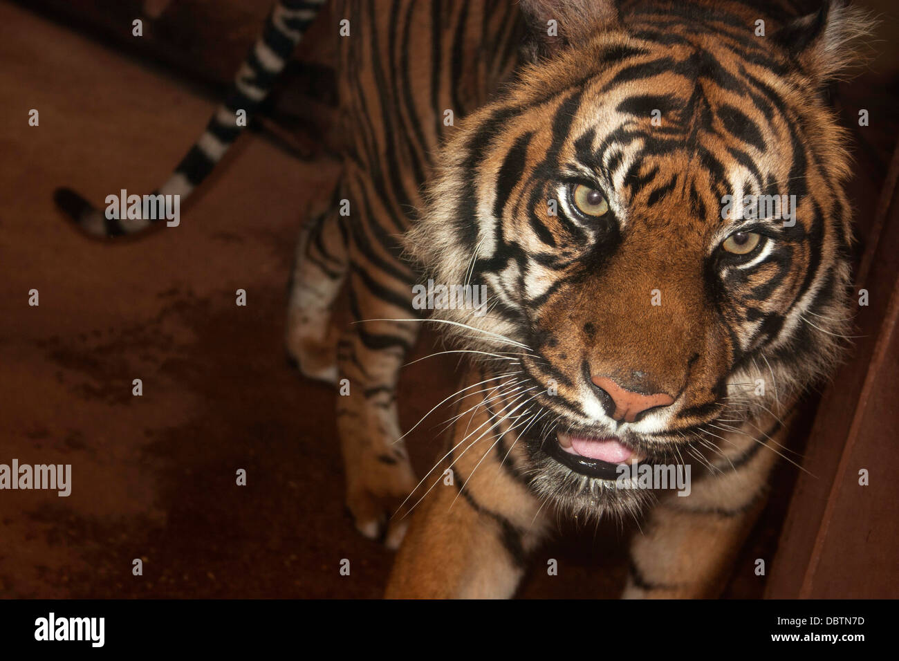 Tiger roar hi-res stock photography and images - Alamy