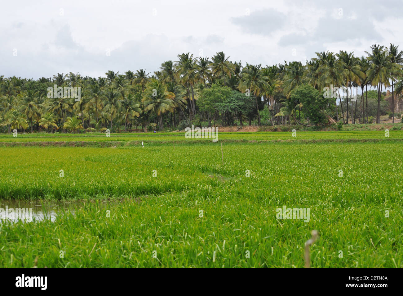 Rural landscape india hi-res stock photography and images - Alamy