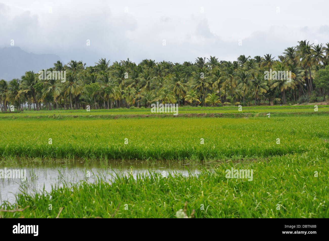 Tenkasi High Resolution Stock Photography and Images - Alamy