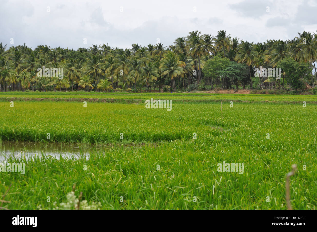 Paddy rice fields hi-res stock photography and images - Alamy