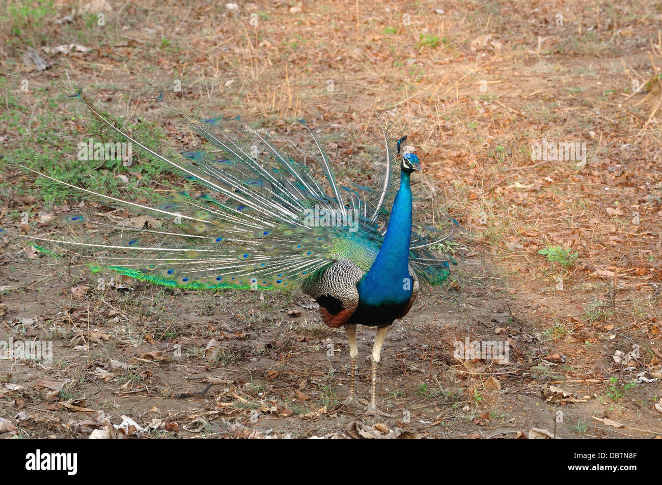 Peafowl species hi-res stock photography and images - Alamy