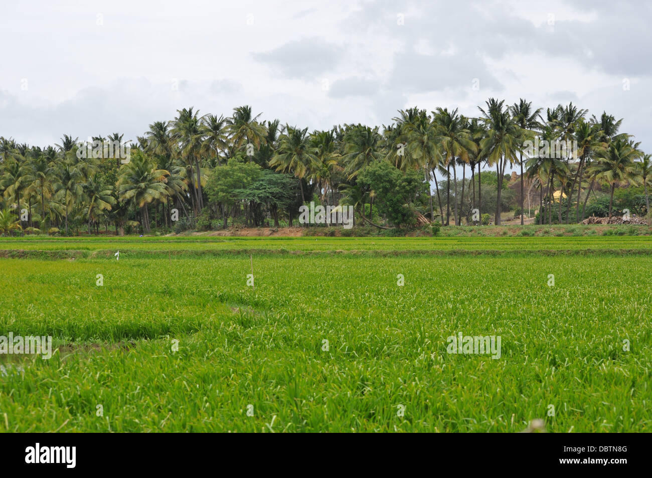 Tenkasi hi-res stock photography and images - Alamy