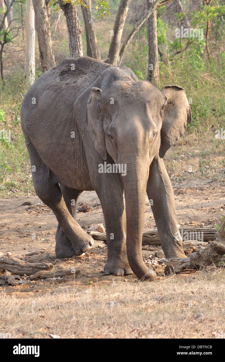 Asian elephant trunk tip hi-res stock photography and images - Alamy