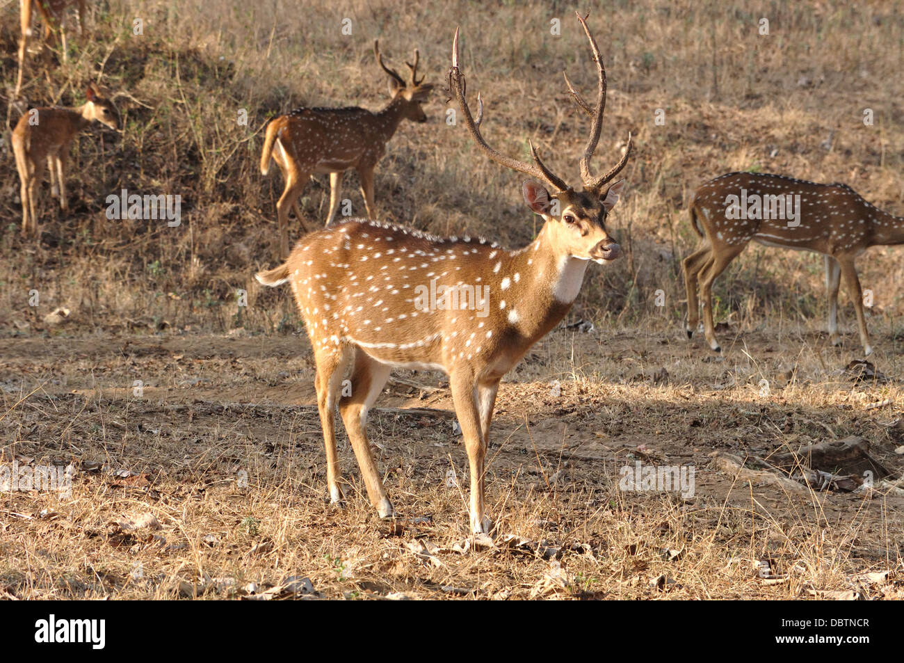 Spotted Deer, Chital Deer Stock Photo - Alamy