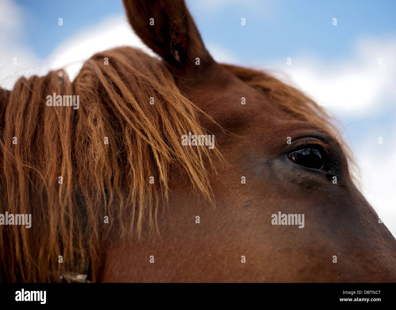 Horse face closeup hi-res stock photography and images - Alamy