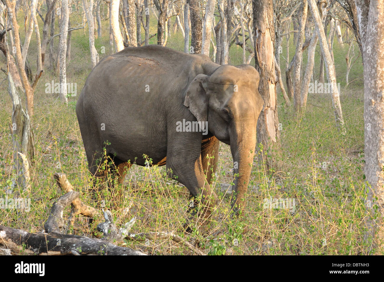 Asian elephant habitat hi-res stock photography and images - Alamy