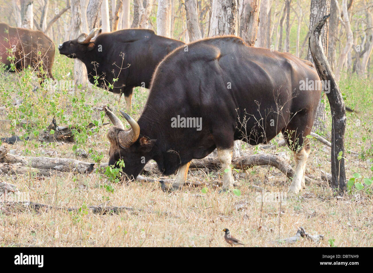Indian Bison, Bos Gaurus Stock Photo - Alamy