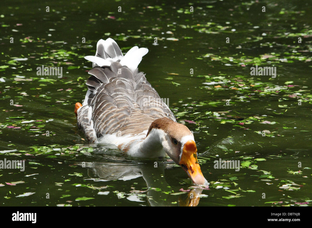 Largest goose hi-res stock photography and images - Alamy