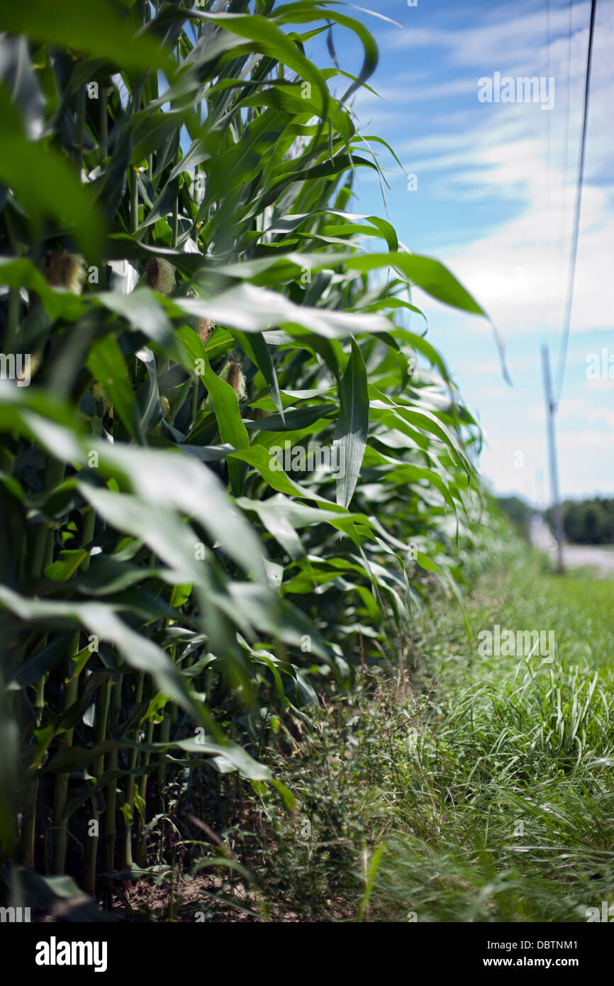 Sweet corn field hi-res stock photography and images - Alamy