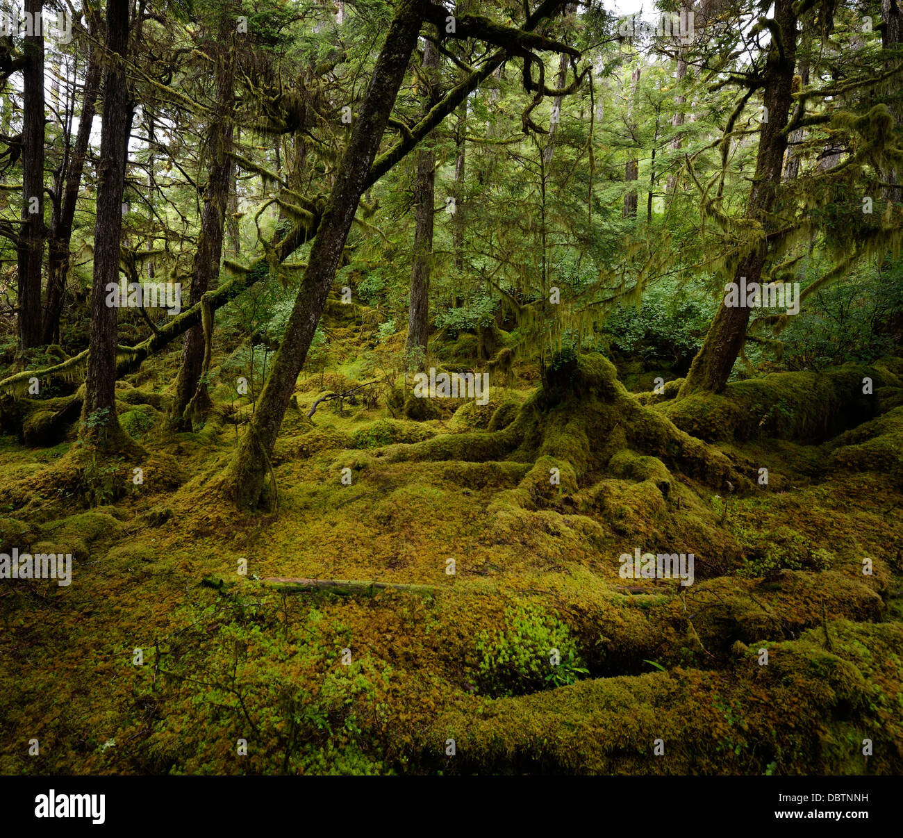 Beautiful And Colorful Rain Forest Stock Photo - Alamy