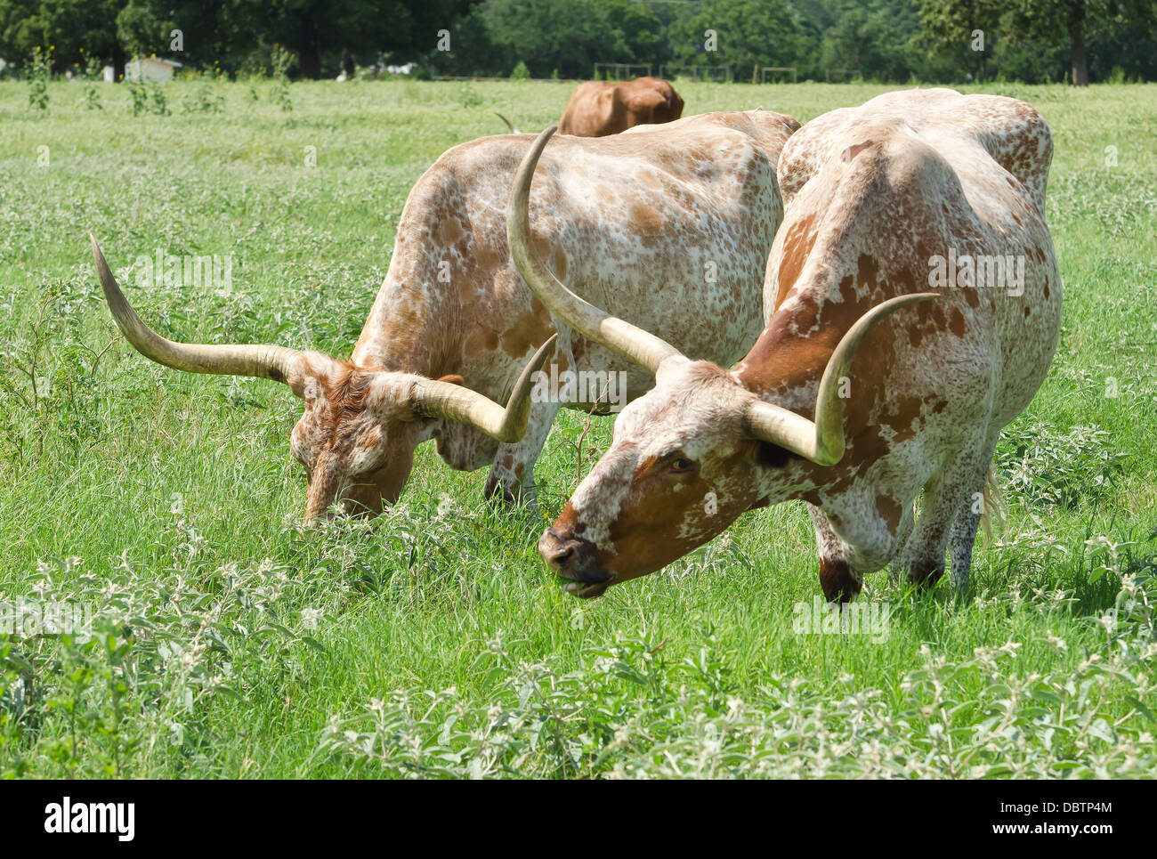 Texas Longhorn cattle grazing on the meadow Stock Photo - Alamy