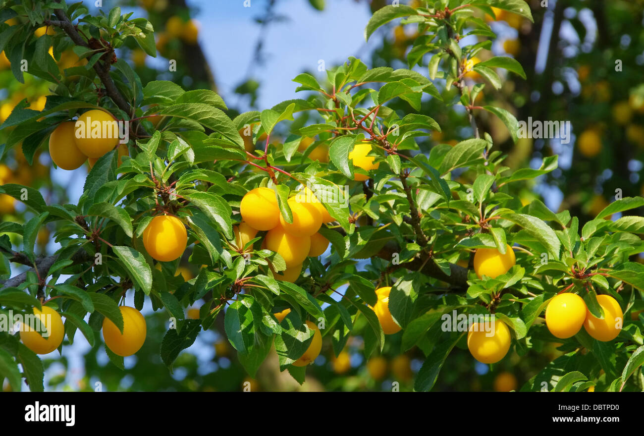 Mirabellen am Baum - mirabelle plums at the tree 02 Stock Photo - Alamy