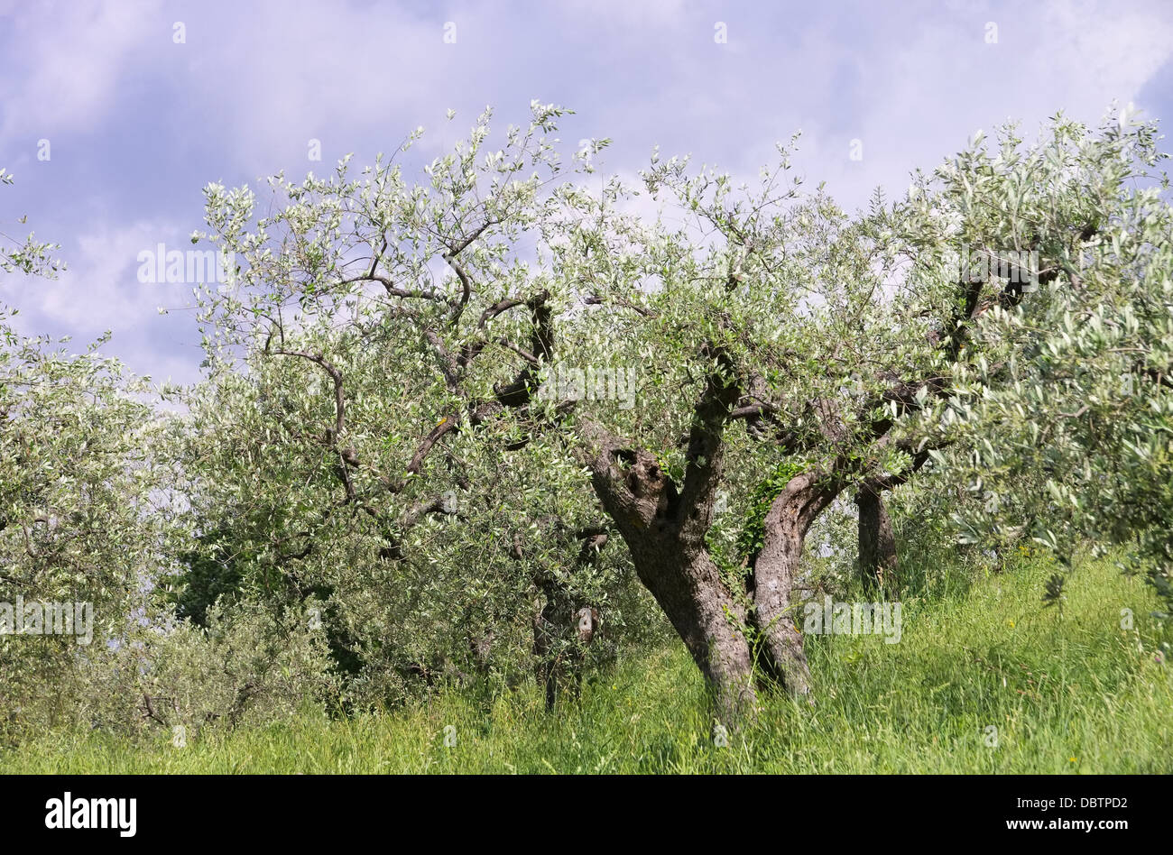 Olivenbaum in der Toskana - olive tree in Tuscany 04 Stock Photo - Alamy