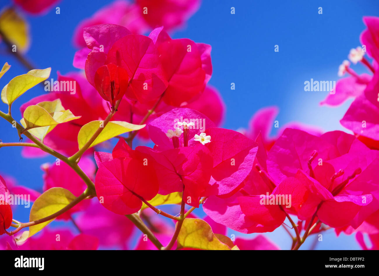 Bougainvillea garden plant hi-res stock photography and images - Alamy