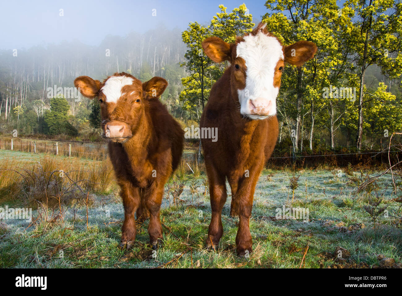 Friendly cows in Mt Field, Tasmania, Australia Stock Photo - Alamy