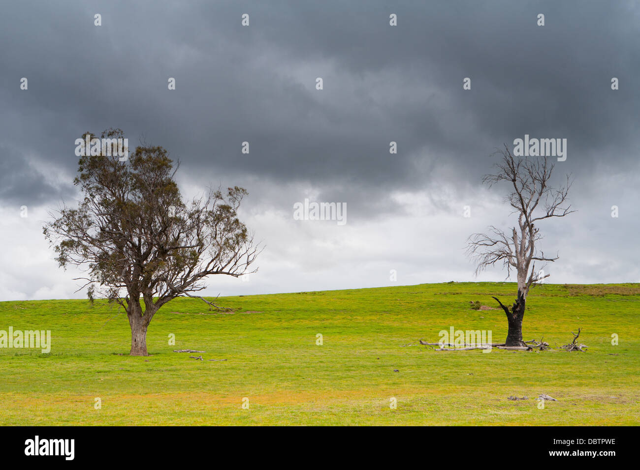 Trees in the Australian bush in a storm near Bothwell, Tasmania ...