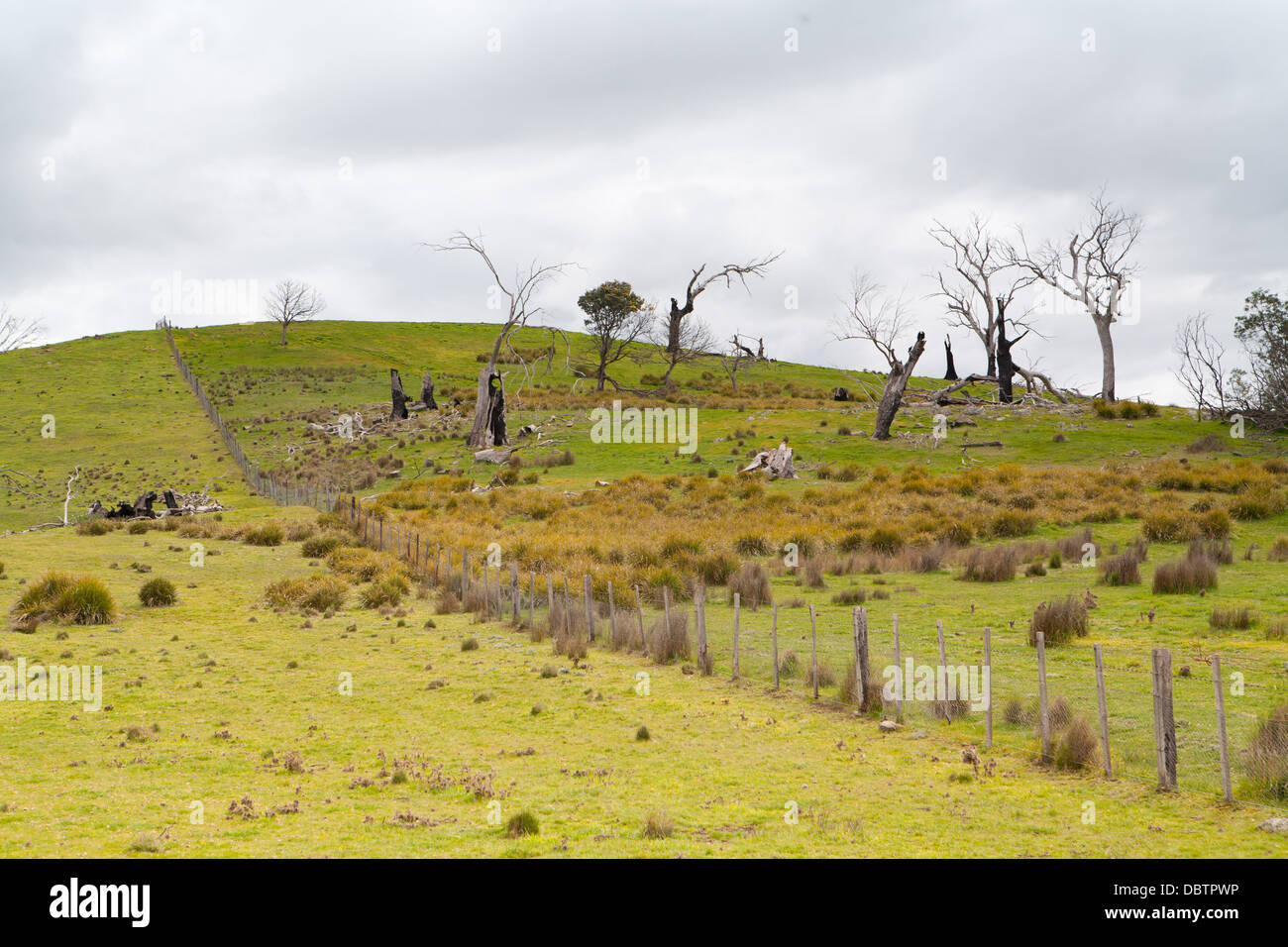 Trees in the Australian bush in a storm near Bothwell, Tasmania ...