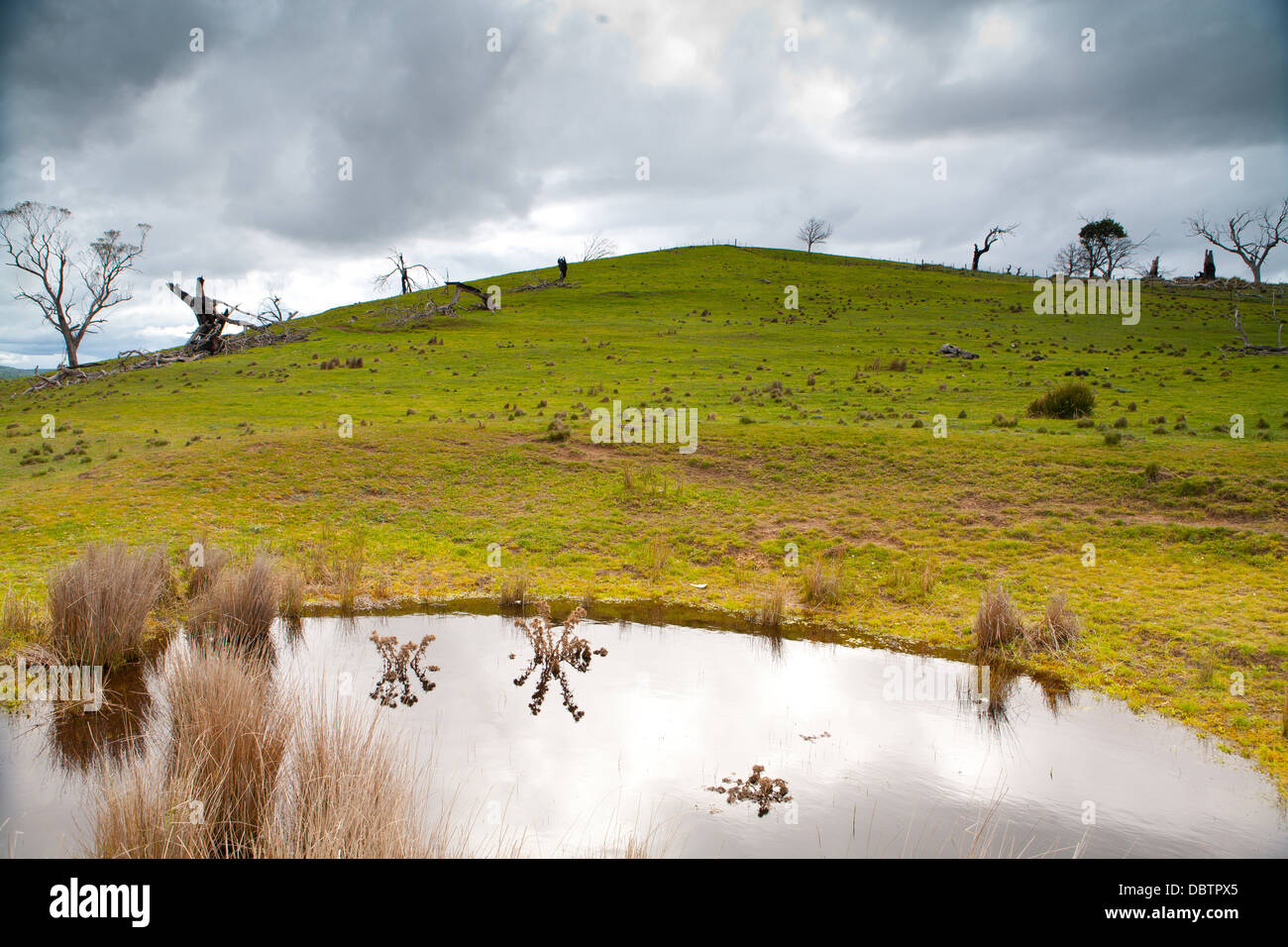 Trees in the Australian bush in a storm near Bothwell, Tasmania ...