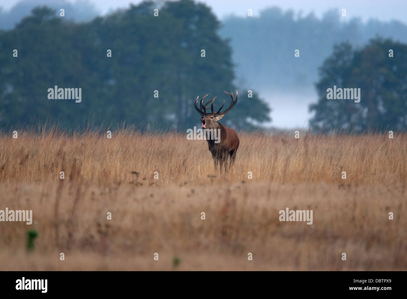 A red deer roaring Stock Photo - Alamy