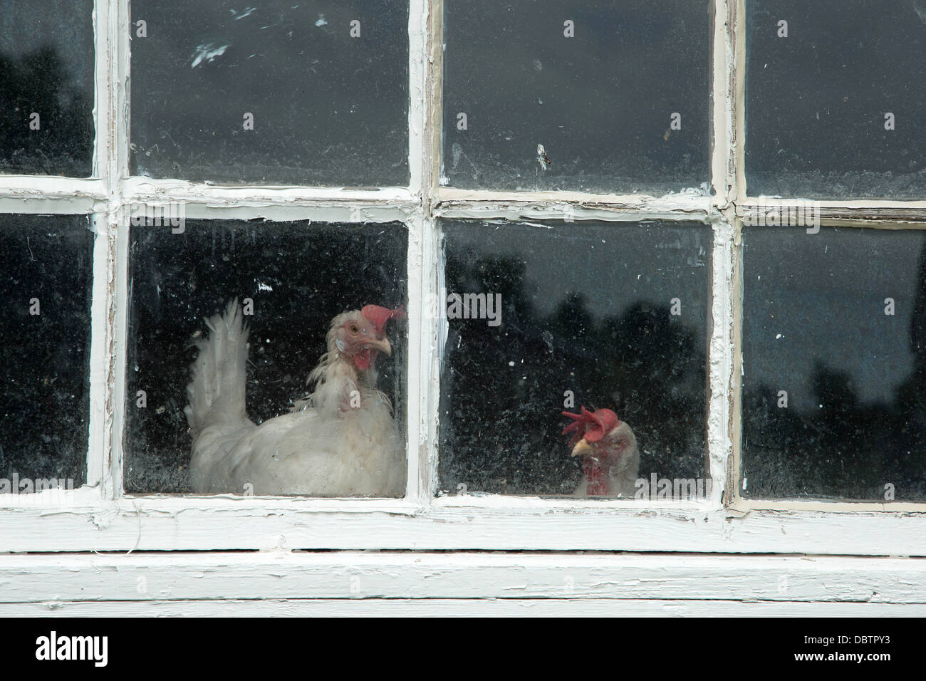 Poultryhens hi-res stock photography and images - Alamy