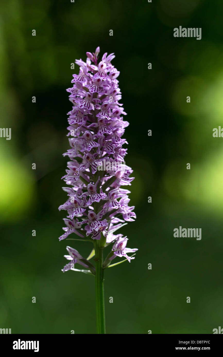 An orchid, Early March Orchid Stock Photo - Alamy