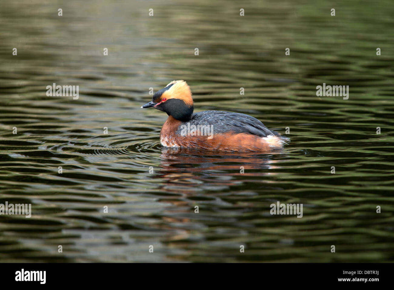 A Slavonian Grebe Stock Photo - Alamy