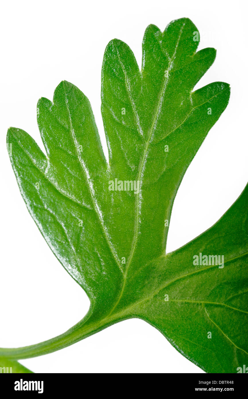 Parsley and leaf hi-res stock photography and images - Alamy