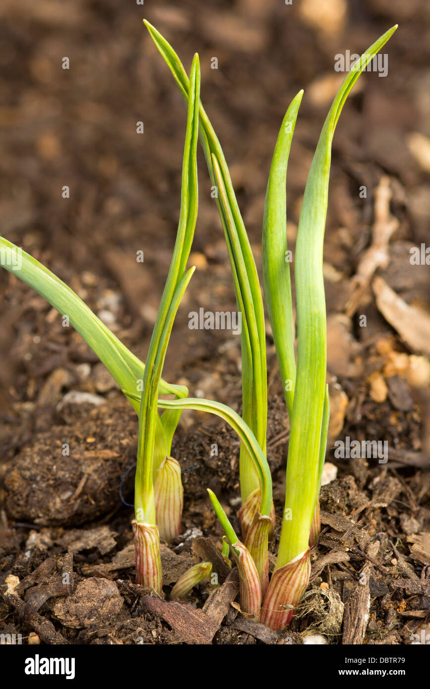 Allium sativum garlic fresh hi-res stock photography and images - Alamy