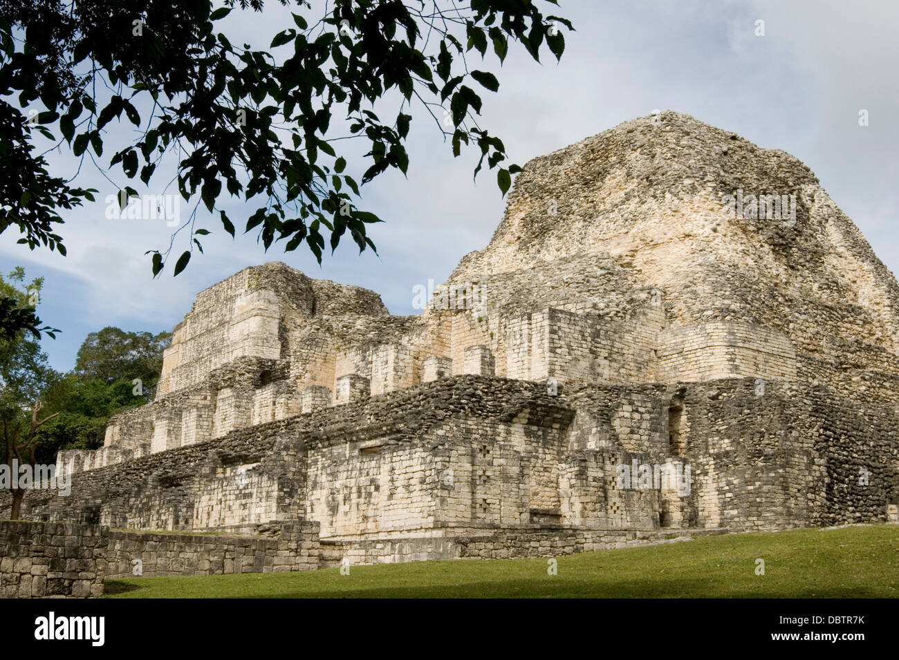 Campeche tree hi-res stock photography and images - Alamy
