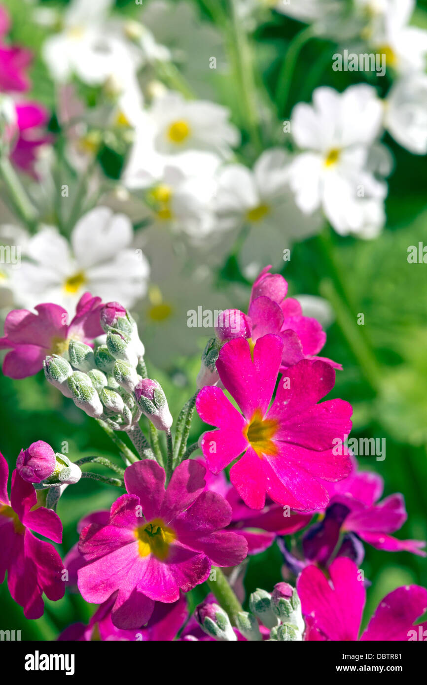 Purple cowslip hi-res stock photography and images - Alamy