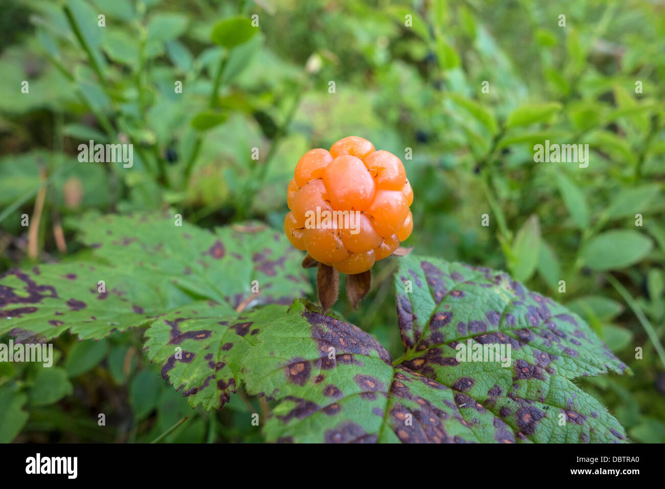 Cloudberry plant hi-res stock photography and images - Alamy