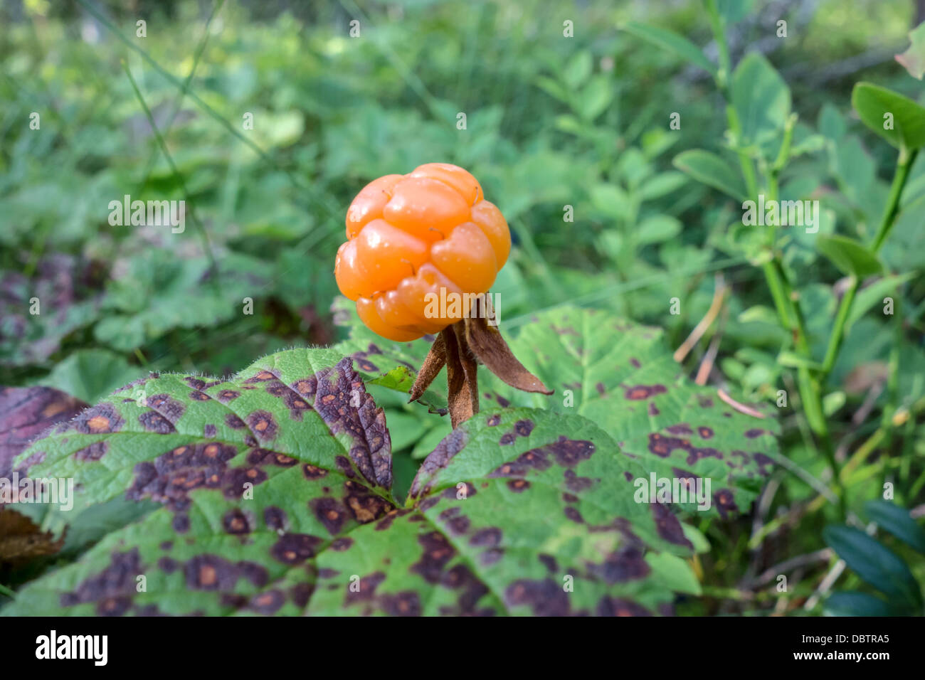 Plant cloudberry hi-res stock photography and images - Alamy