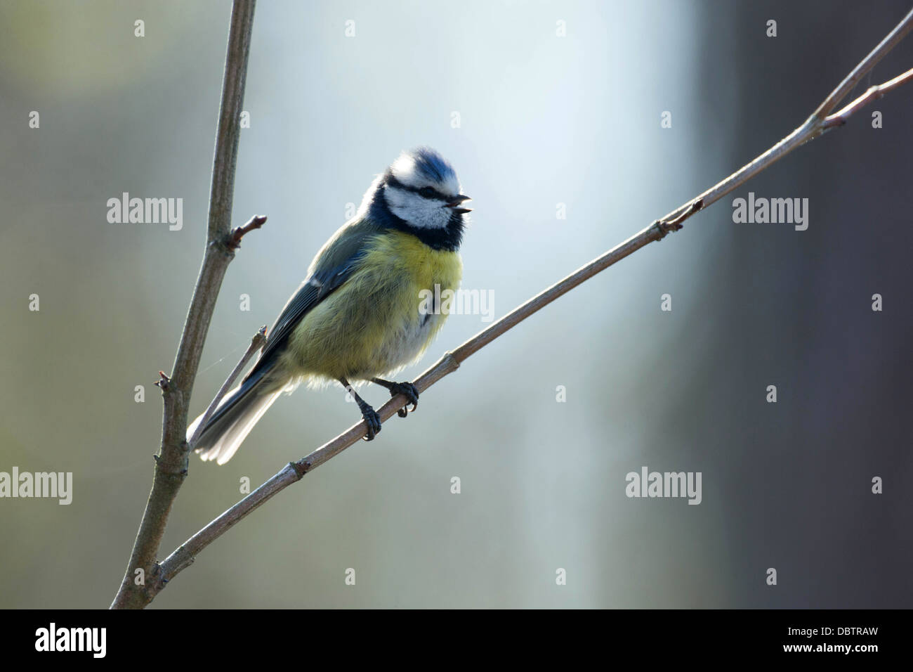 A Blue Tit singing in the spring Stock Photo - Alamy