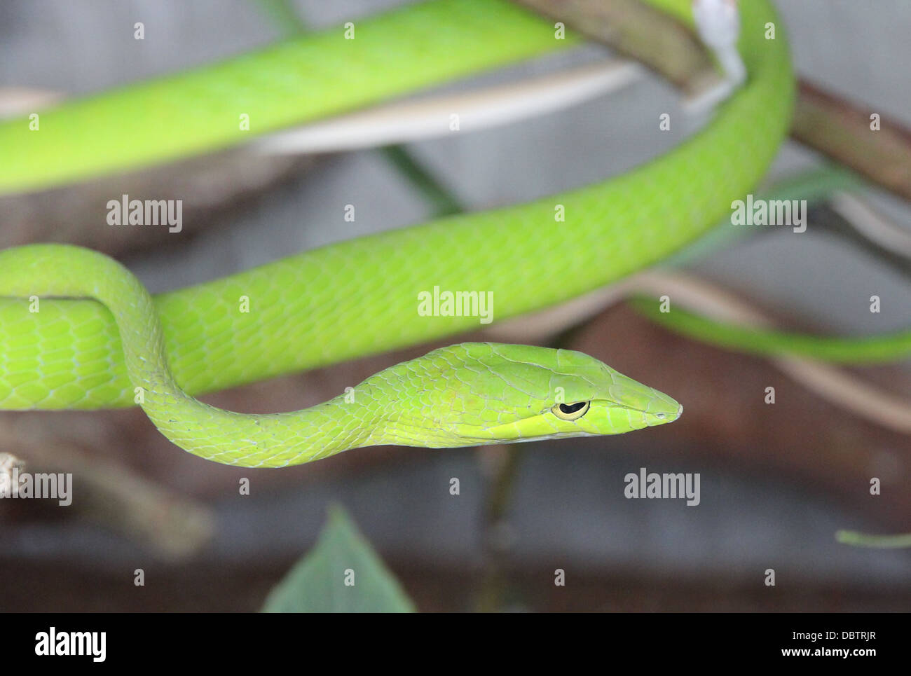 Green vine snake hi-res stock photography and images - Alamy