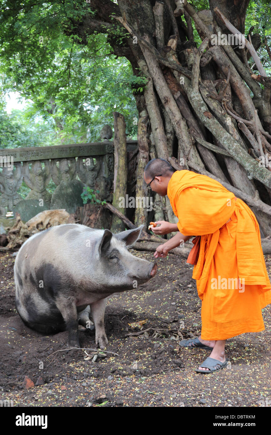 Monk with pig Stock Photo - Alamy