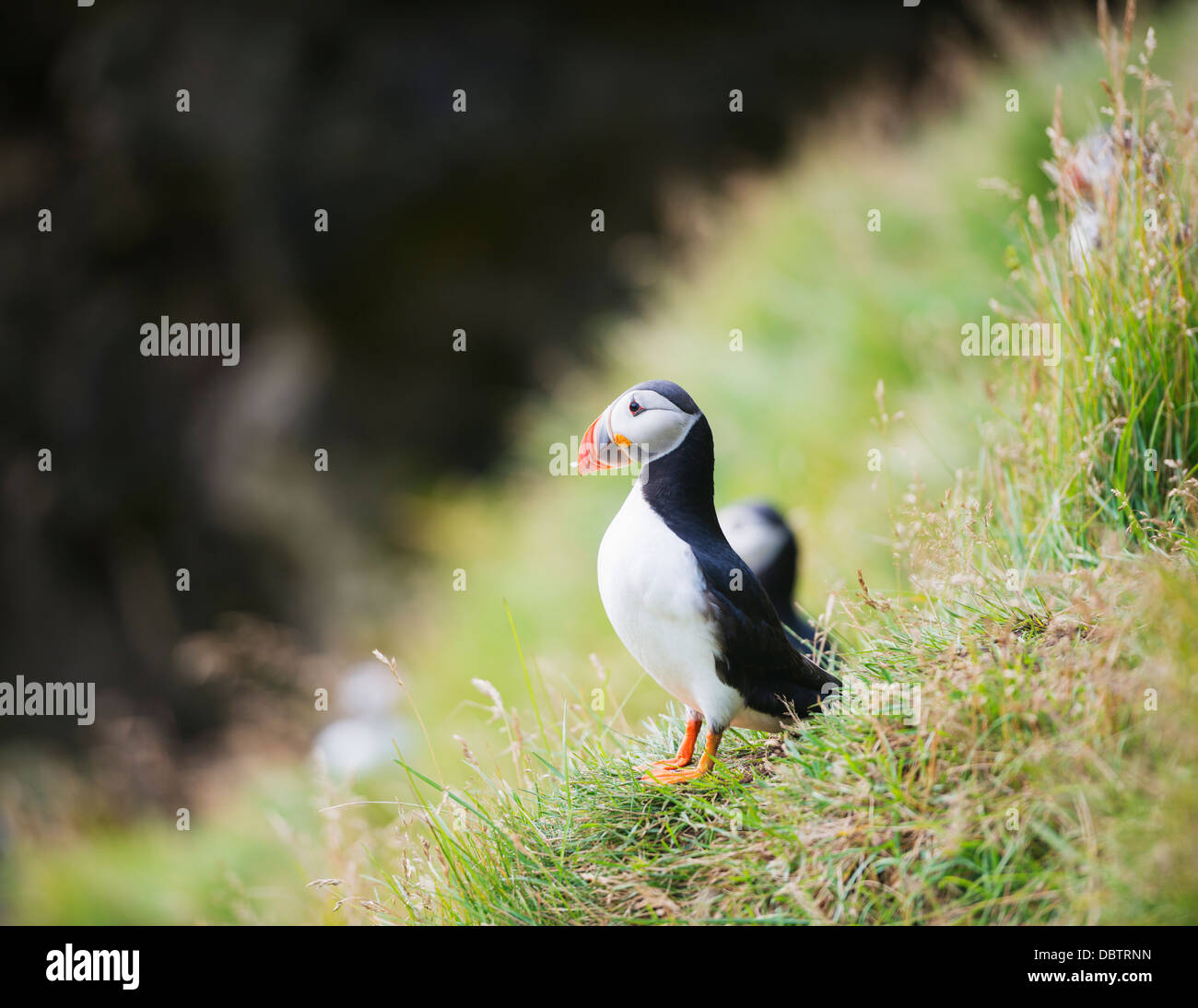 Side of puffin hi-res stock photography and images - Alamy