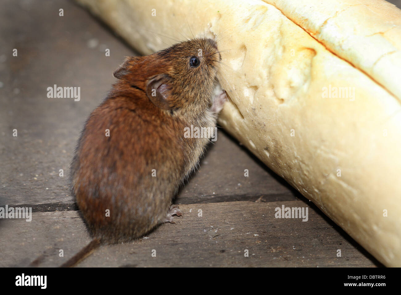 Run out of bread hi-res stock photography and images - Alamy