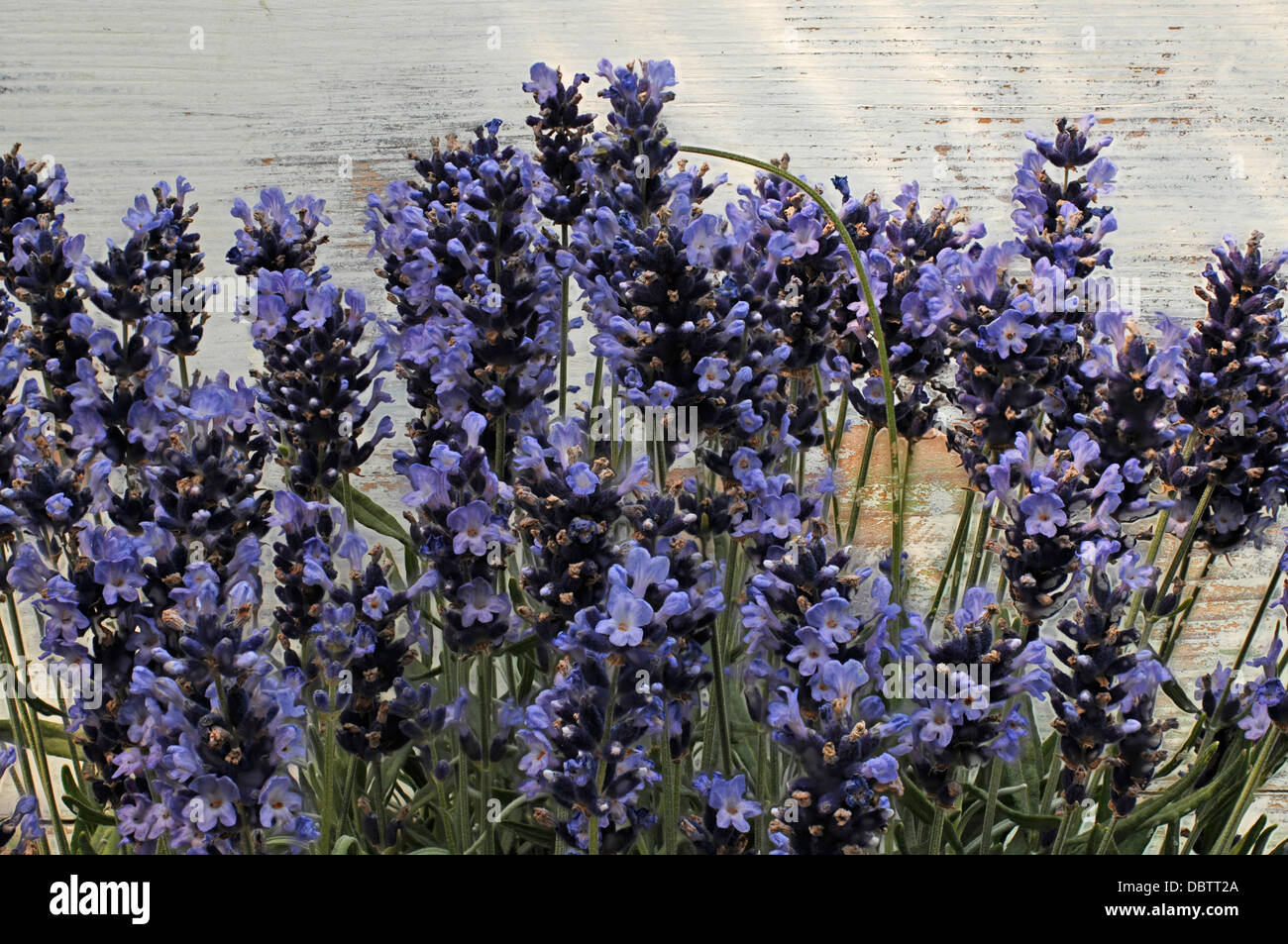 Real lavender hi-res stock photography and images - Alamy