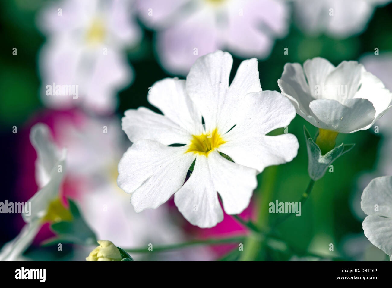Purple cowslip hi-res stock photography and images - Alamy