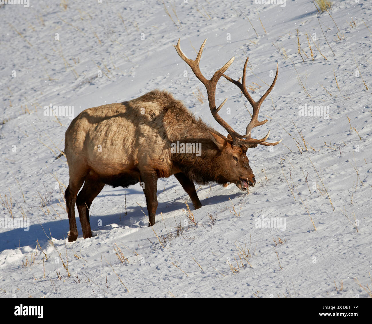 One elk feeding hi-res stock photography and images - Alamy