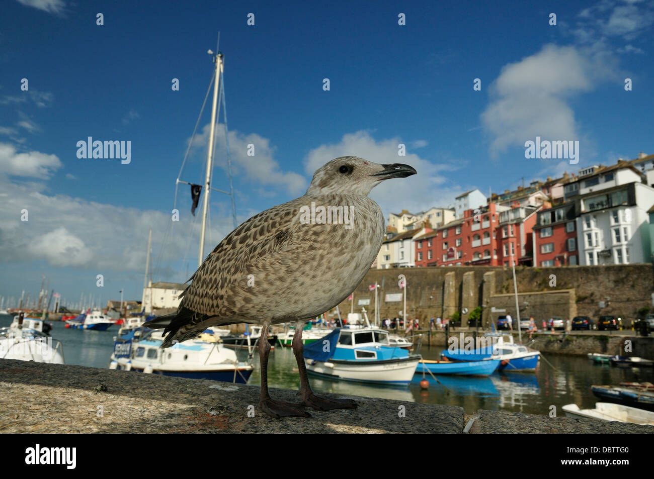 Sea bird brixham harbour hi-res stock photography and images - Alamy