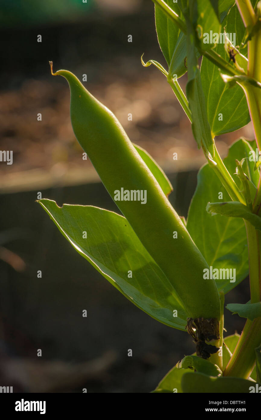 Closeup of a broad bean pod growing in a UK allotment Stock Photo - Alamy