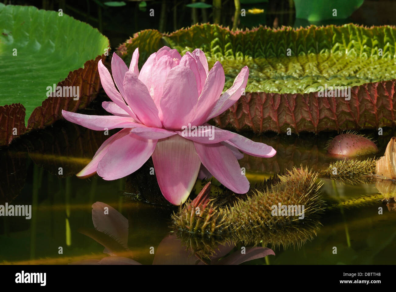 Victoria amazonica hi-res stock photography and images - Alamy
