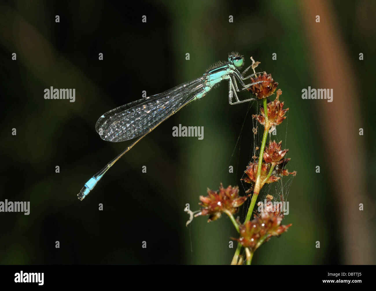 Common ischnura hi-res stock photography and images - Alamy