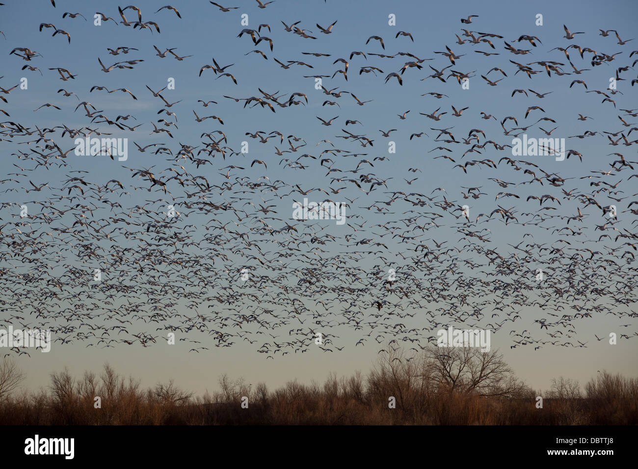Lesser snow geese (Chen caerulescens caerulescens), Bosque del Apache ...