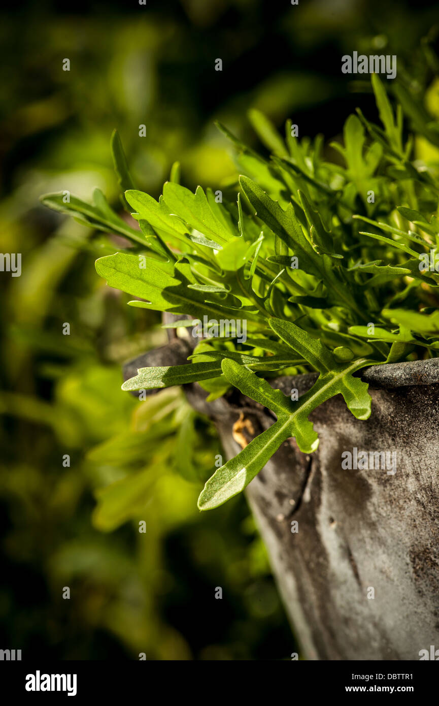Growing rocket bucket hi-res stock photography and images - Alamy