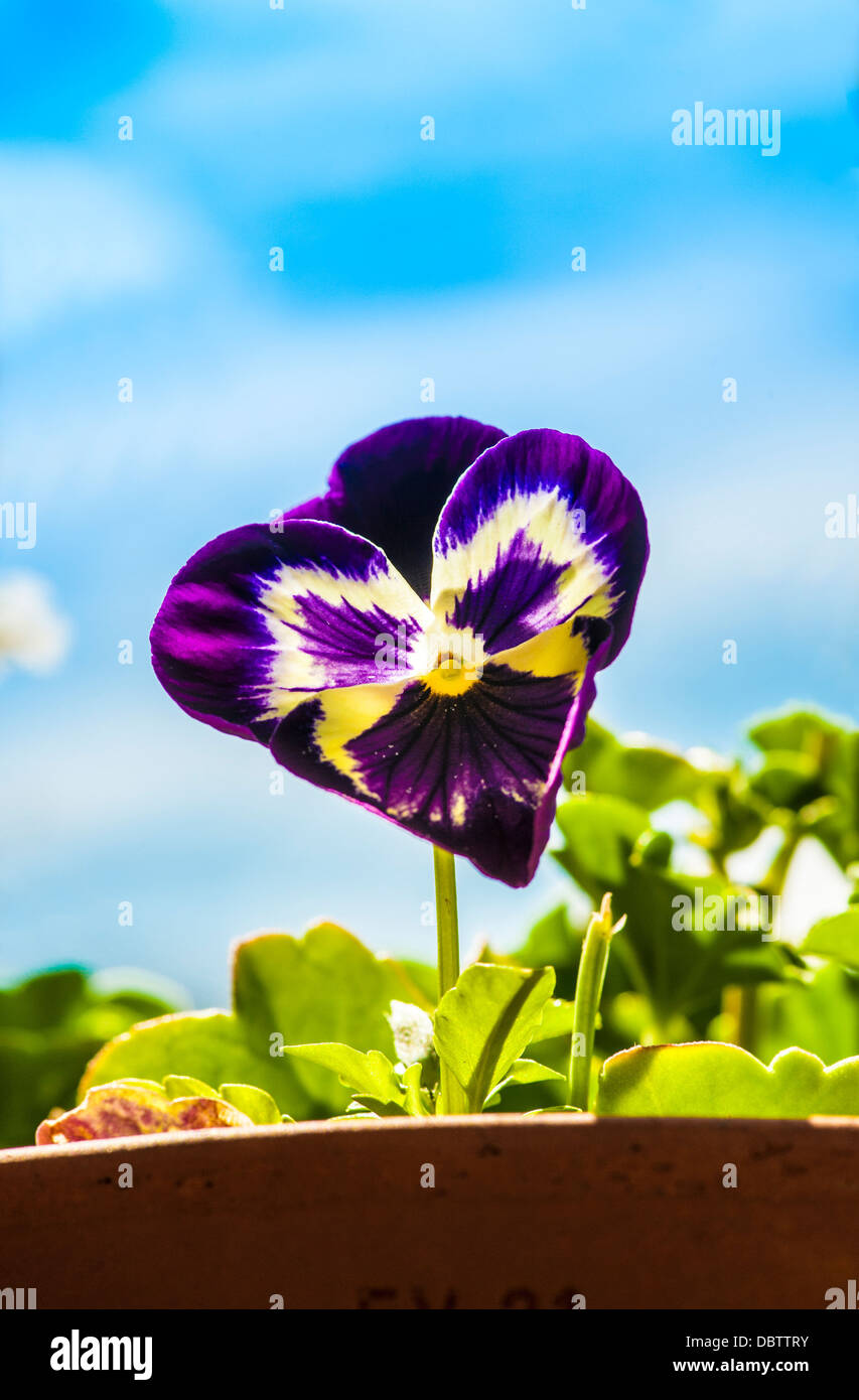 Single flower against blue sky hi-res stock photography and images - Alamy